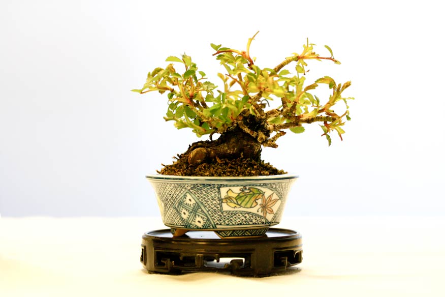 Flowering Bonsai - Swindon & District Bonsai