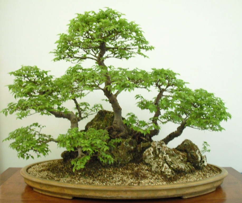 Best of British Bonsai show April 2011 « Swindon & District Bonsai