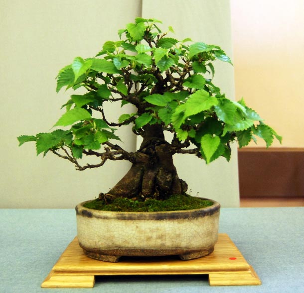 Quick guide to species for deciduous bonsai - Swindon & District Bonsai