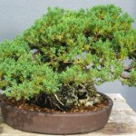 Bonsai in New York