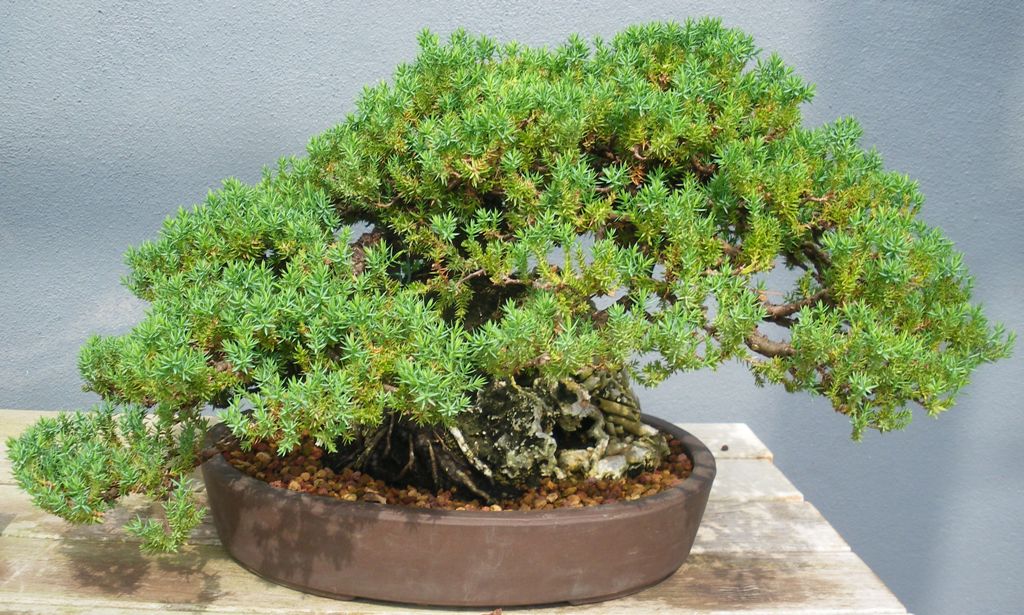 Bonsai in New York « Swindon & District Bonsai