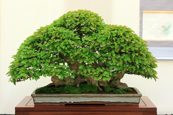 Quick guide to species for deciduous bonsai - Swindon & District Bonsai