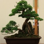 Root over rock styles