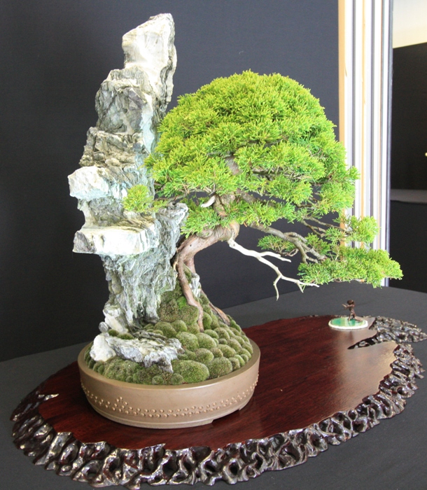 Root over rock styles « Swindon & District Bonsai