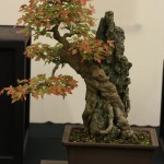 Root over rock styles