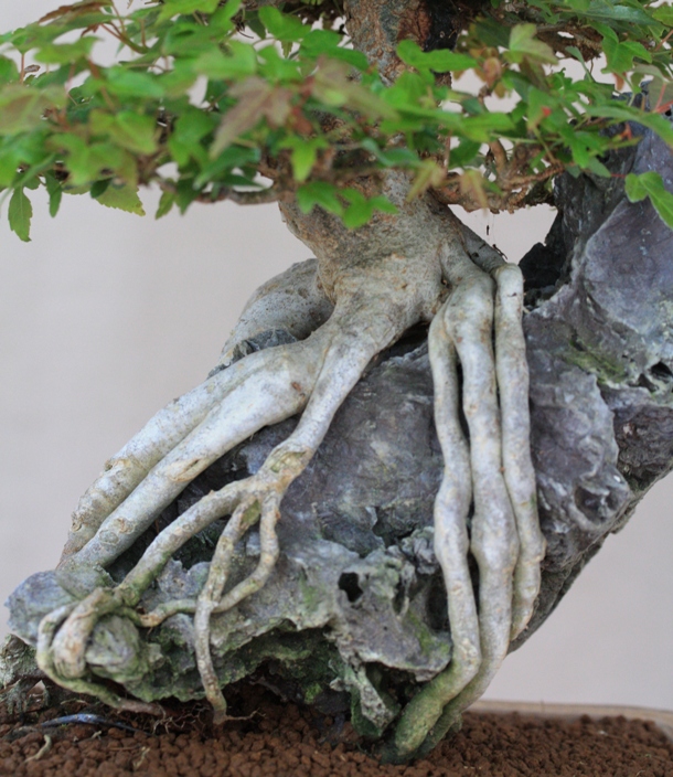 Root over rock styles