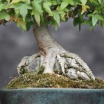 Root over rock styles