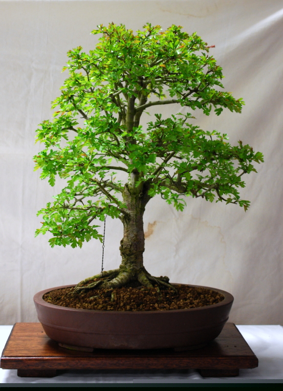 Hawthorn as Bonsai - Swindon & District Bonsai