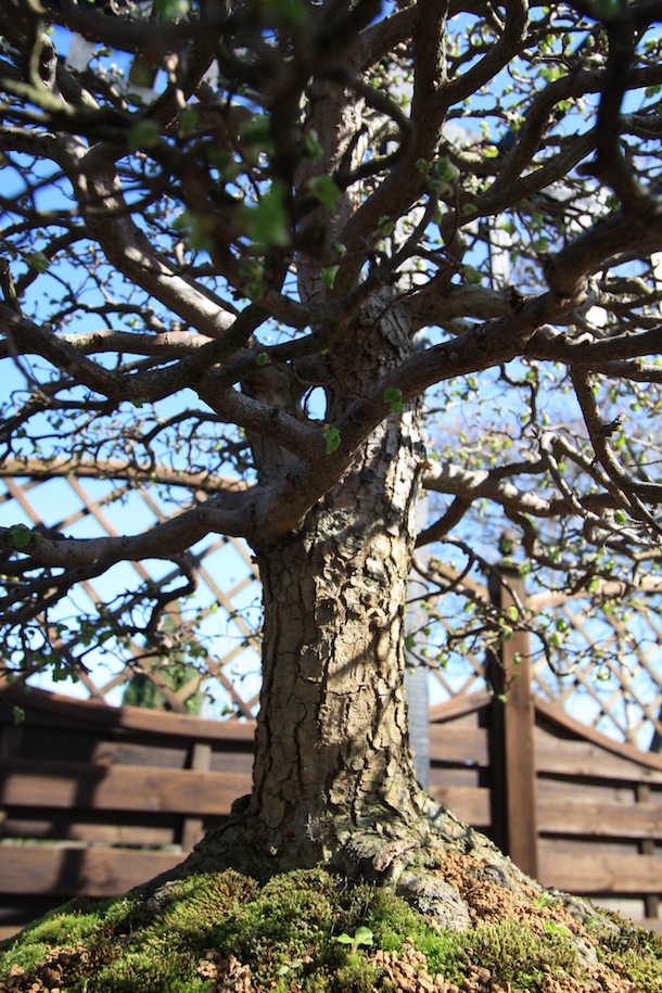English Elm ‘Ulmus procera’