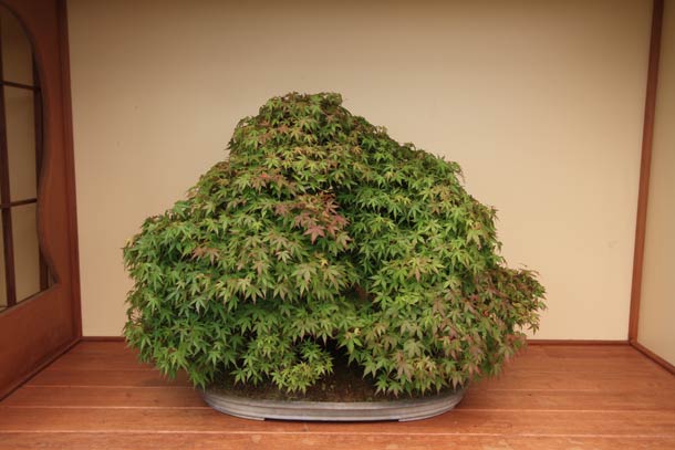 Bonsai feeding - the Why, When and How? - Swindon & District Bonsai