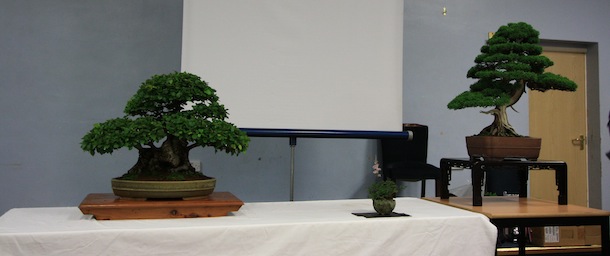 Displaying bonsai trees