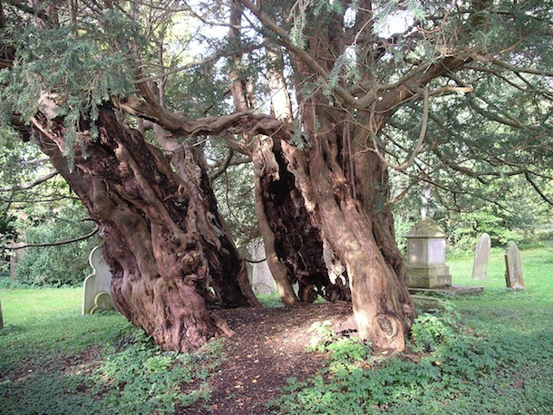 Yew trees as bonsai - Swindon & District Bonsai