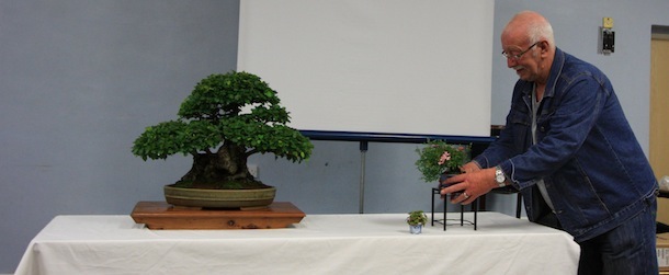 Displaying bonsai trees - Swindon & District Bonsai
