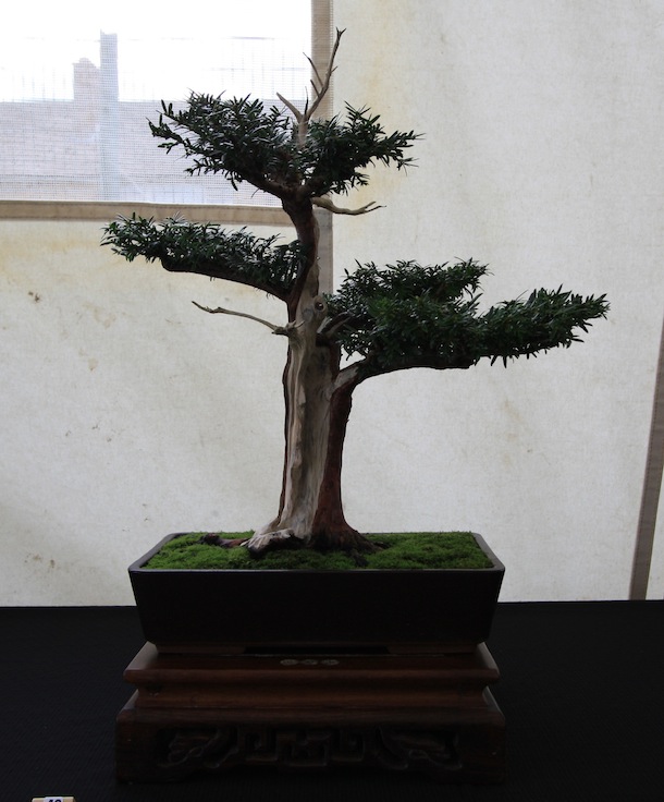 Yew trees as bonsai - Swindon & District Bonsai