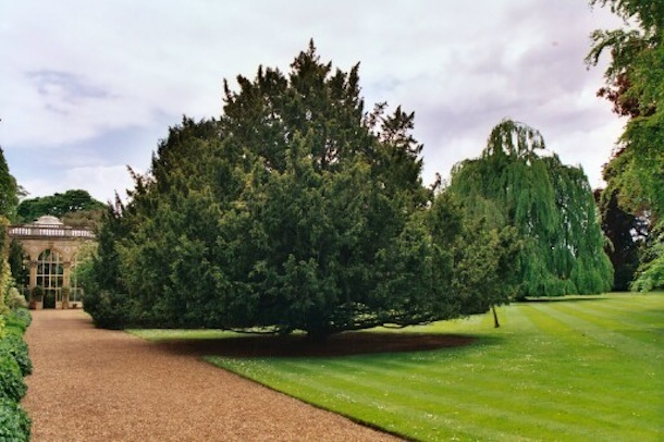 uk trees – thatbiologist