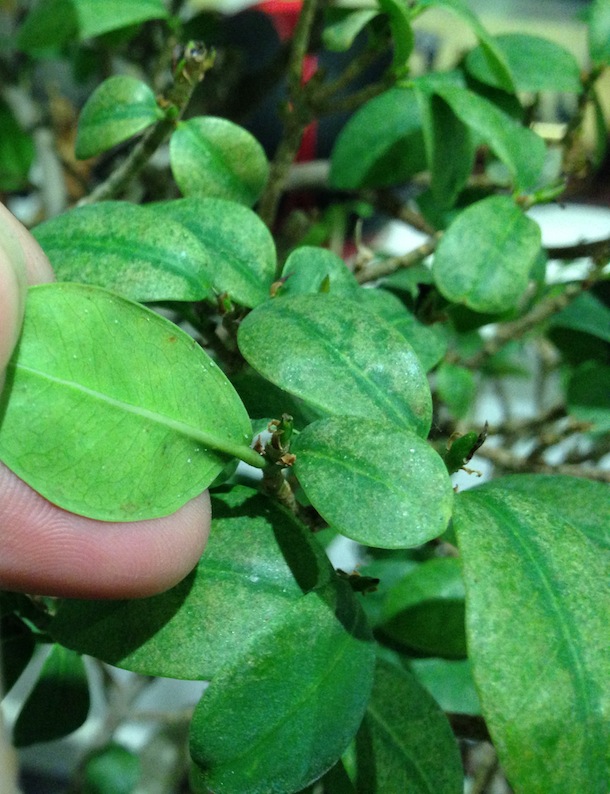 Ficus microcarpa (Ginseng Fig or Banyan Fig) - Swindon & District Bonsai