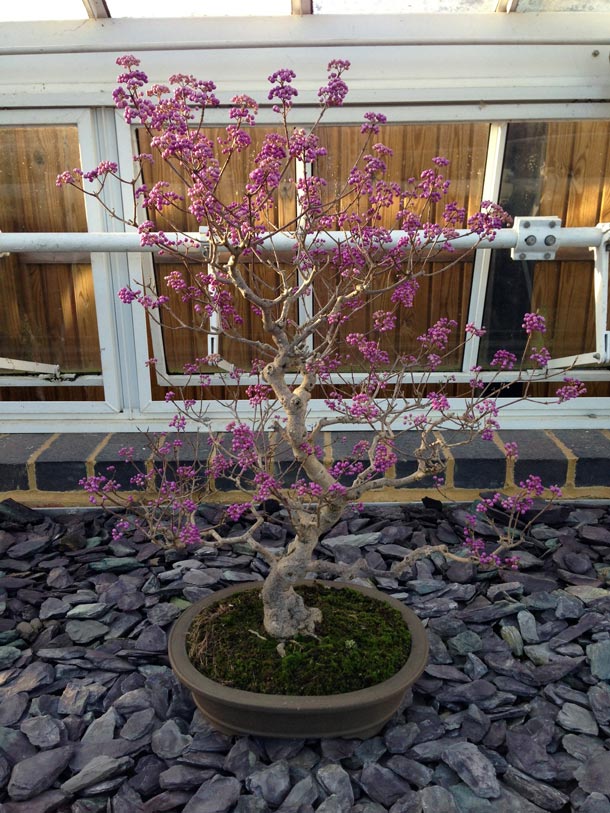 Kew’s Bonsai collection revisited « Swindon & District Bonsai