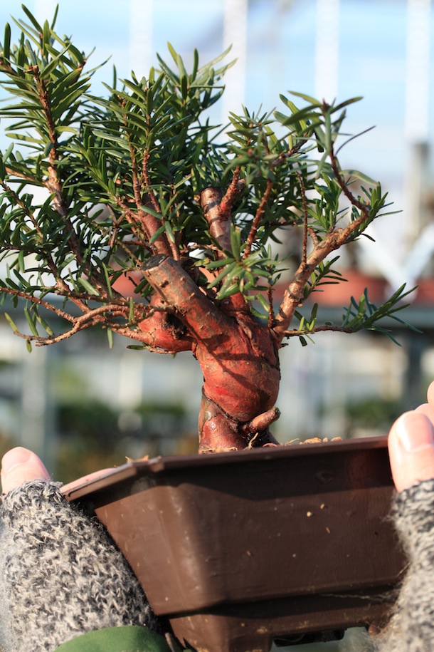 Rude trees - Swindon & District Bonsai
