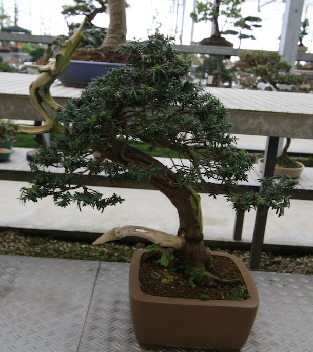 Rude trees « Swindon & District Bonsai