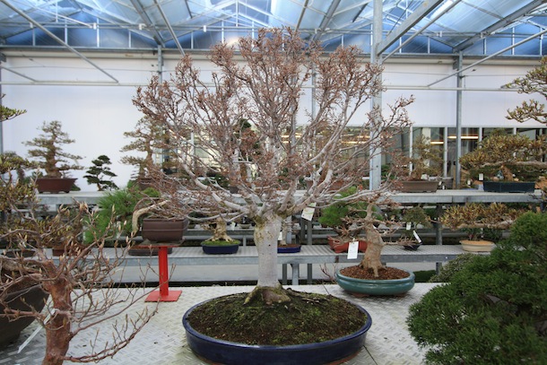 Quick guide to species for deciduous bonsai - Swindon & District Bonsai