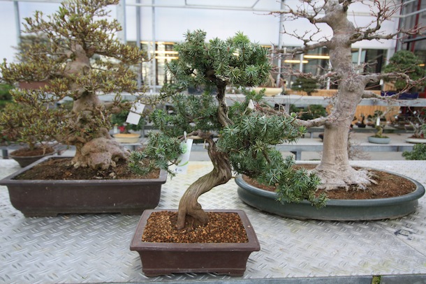 Evergreen Bonsai trees « Swindon & District Bonsai