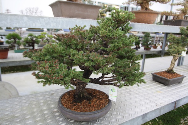 Evergreen Bonsai trees « Swindon & District Bonsai