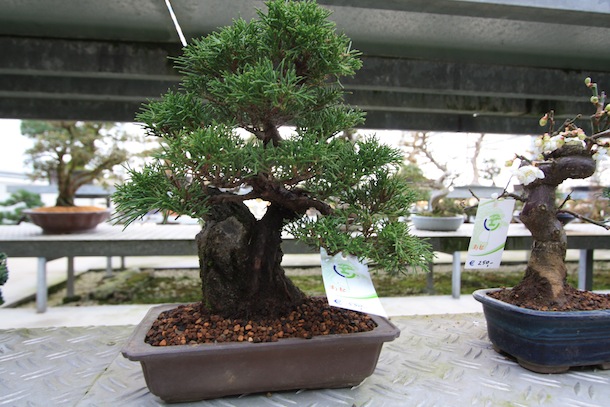 Evergreen Bonsai trees « Swindon & District Bonsai