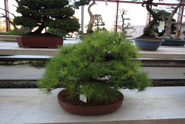 Evergreen Bonsai trees « Swindon & District Bonsai