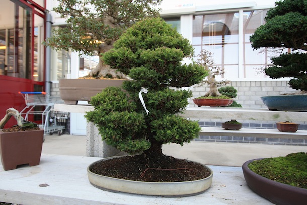 Evergreen Bonsai trees - Swindon & District Bonsai