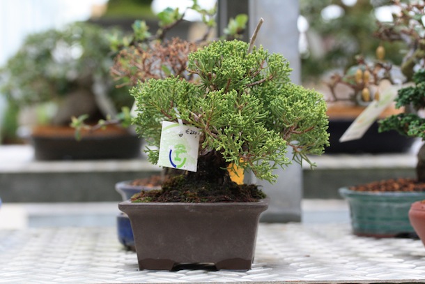 Evergreen Bonsai trees « Swindon & District Bonsai