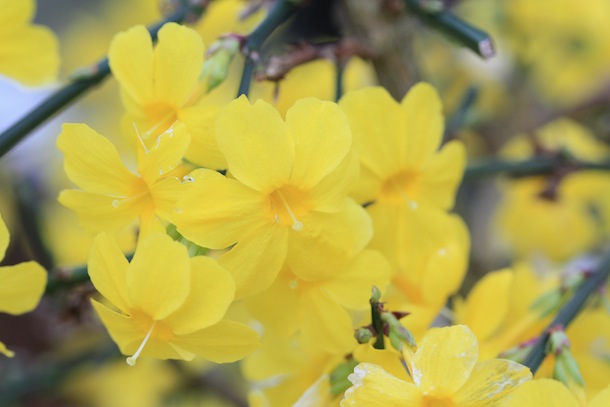 Flowering Bonsai - Swindon & District Bonsai