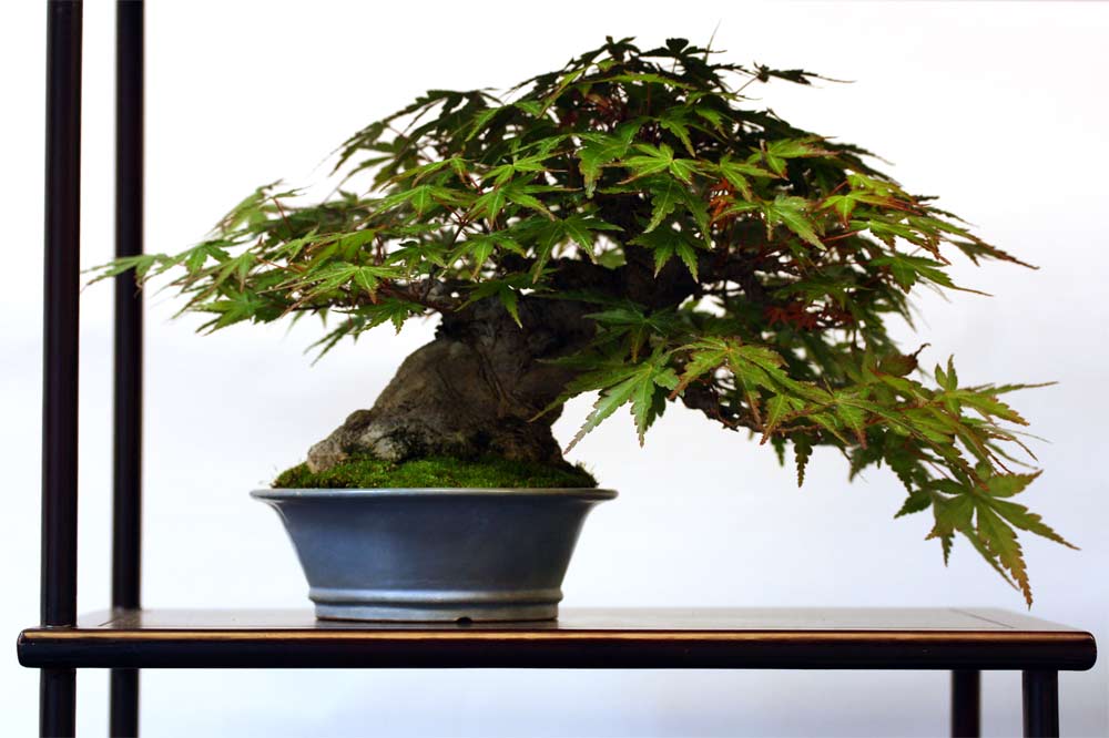 Acer palmatum - Swindon & District Bonsai