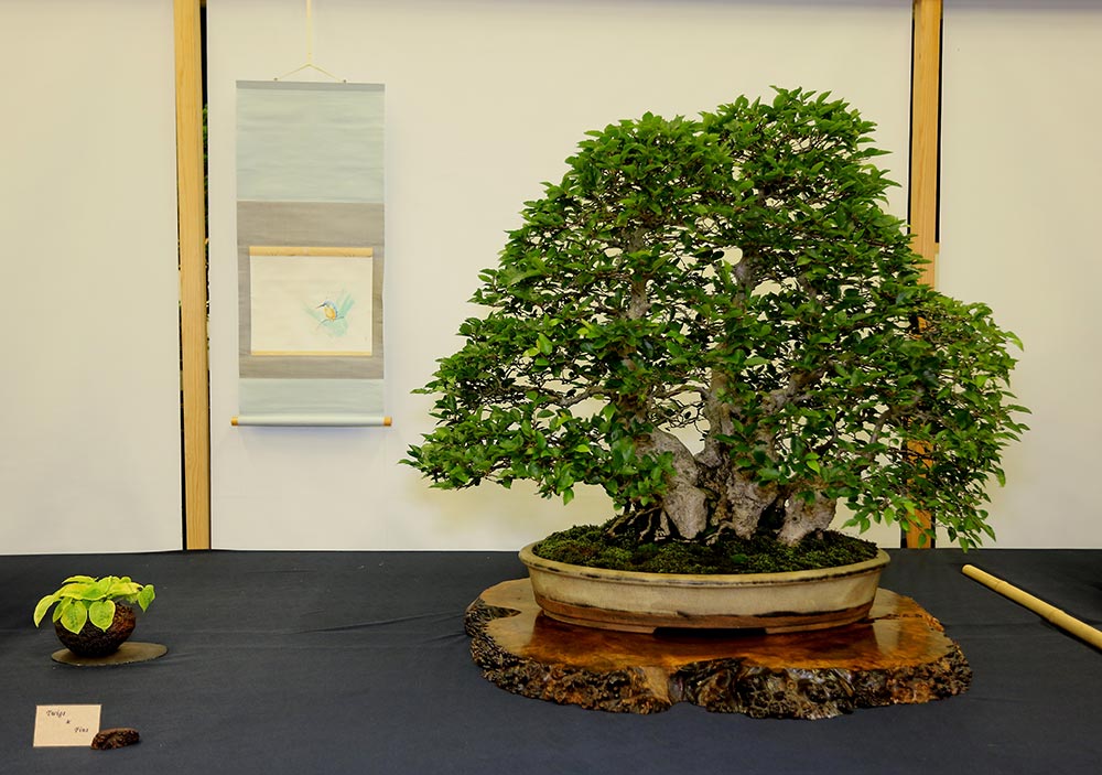 Best in Show & Best Large Tree