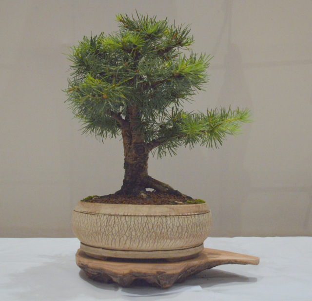 September tree of the month - Swindon & District Bonsai
