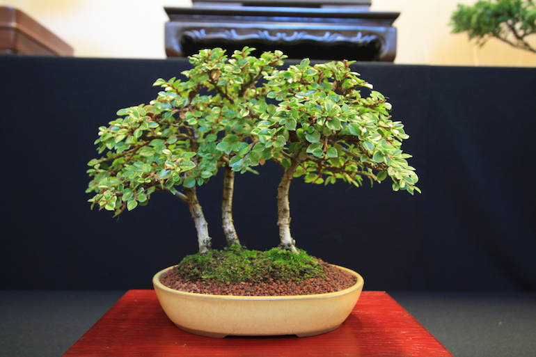 Heathrow Bonsai Show 2013 « Swindon & District Bonsai