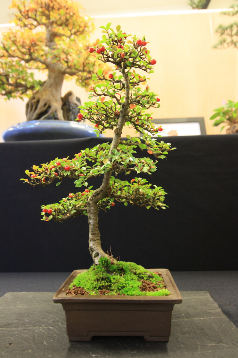 Heathrow Bonsai Show 2013 « Swindon & District Bonsai