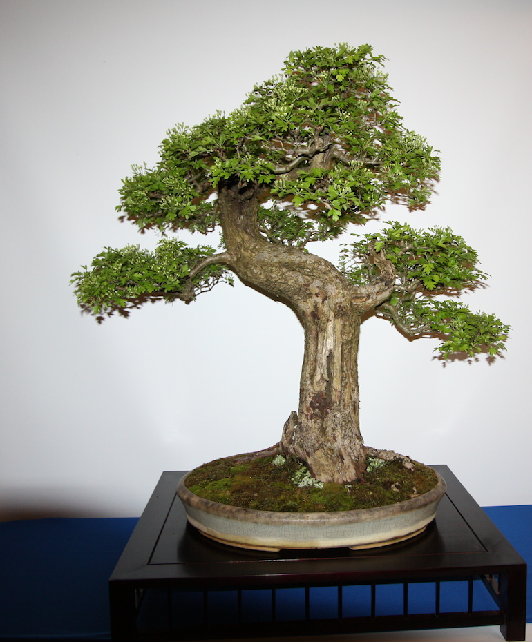 Hawthorn as Bonsai « Swindon & District Bonsai