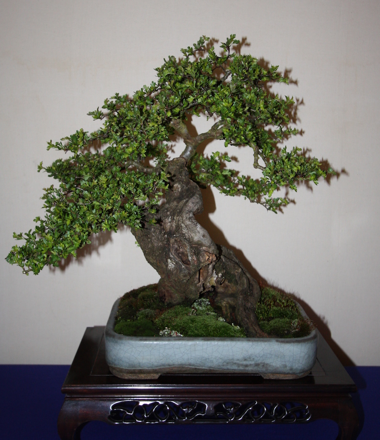 Hawthorn as Bonsai « Swindon & District Bonsai