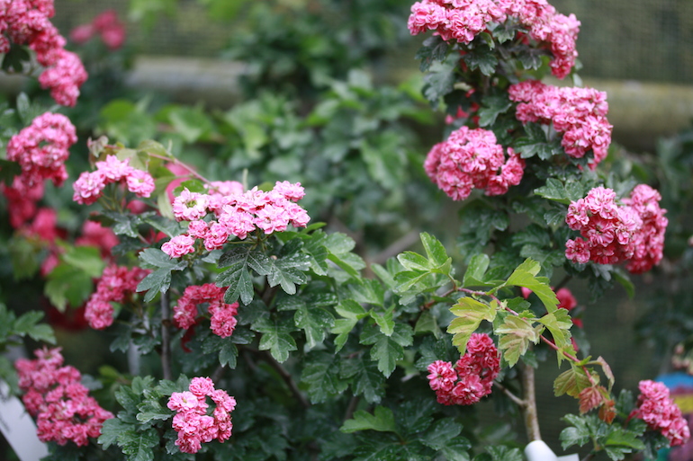 Hawthorn as Bonsai - Swindon & District Bonsai