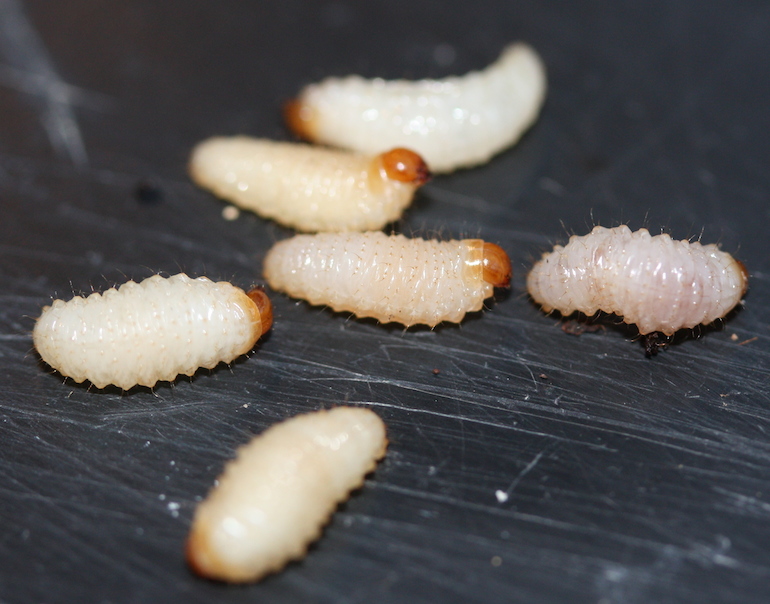 Vine weevil (Otiorhynchus sulcatus) - Swindon & District Bonsai