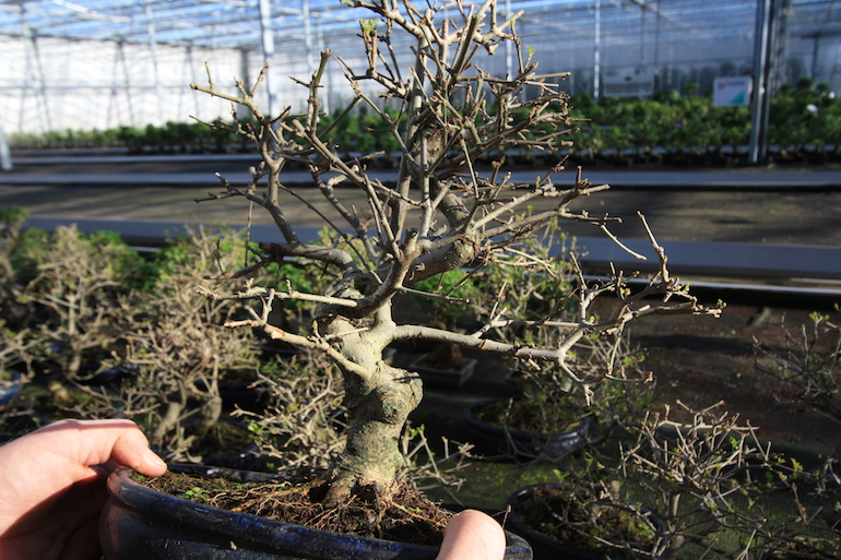 Quick guide to species for deciduous bonsai - Swindon & District Bonsai