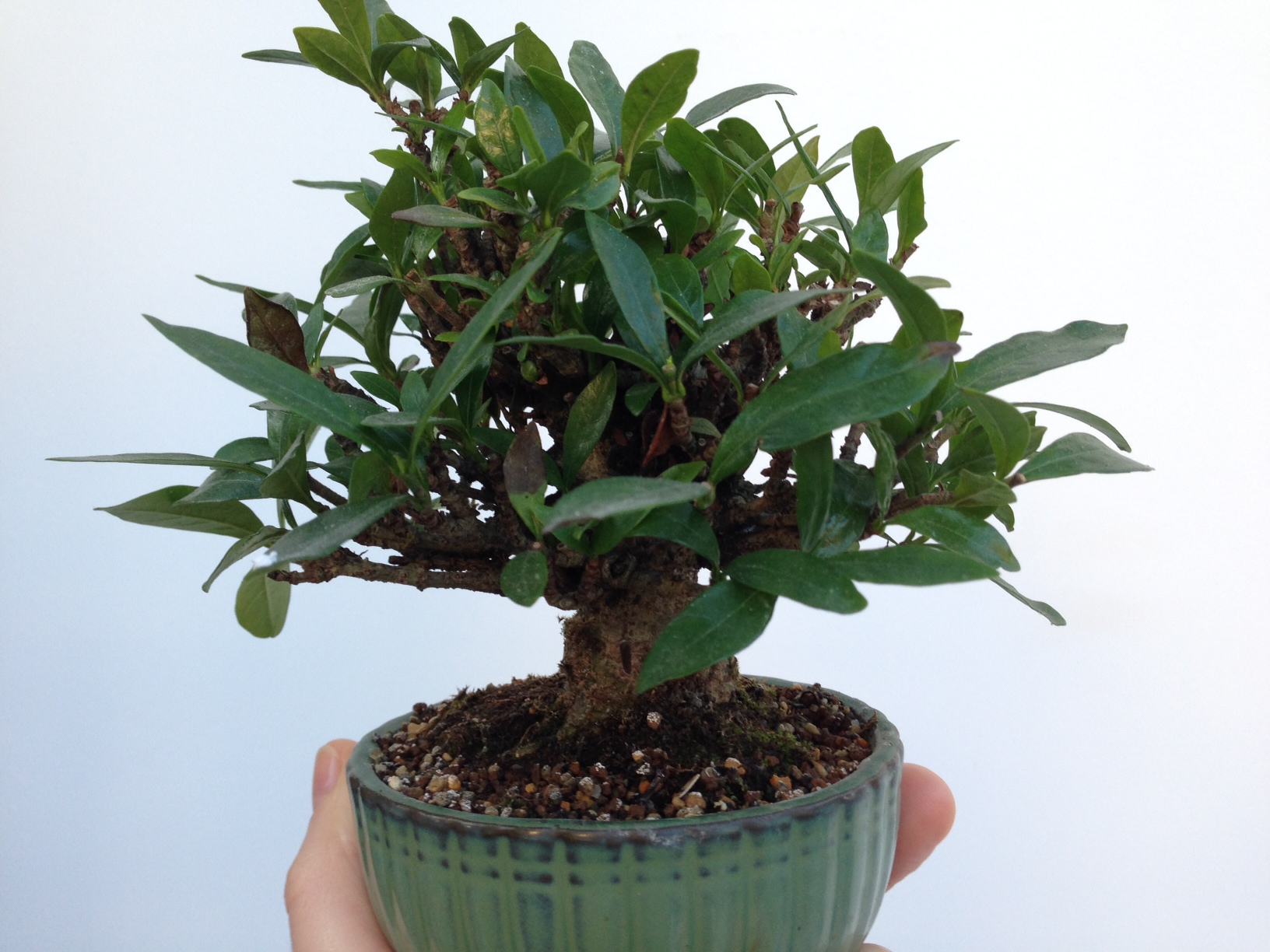 Gardenia