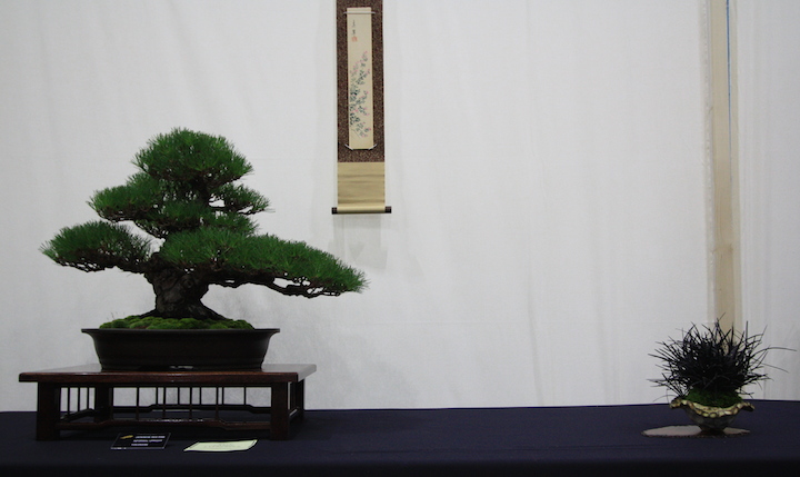 Club Displays @ Our Show