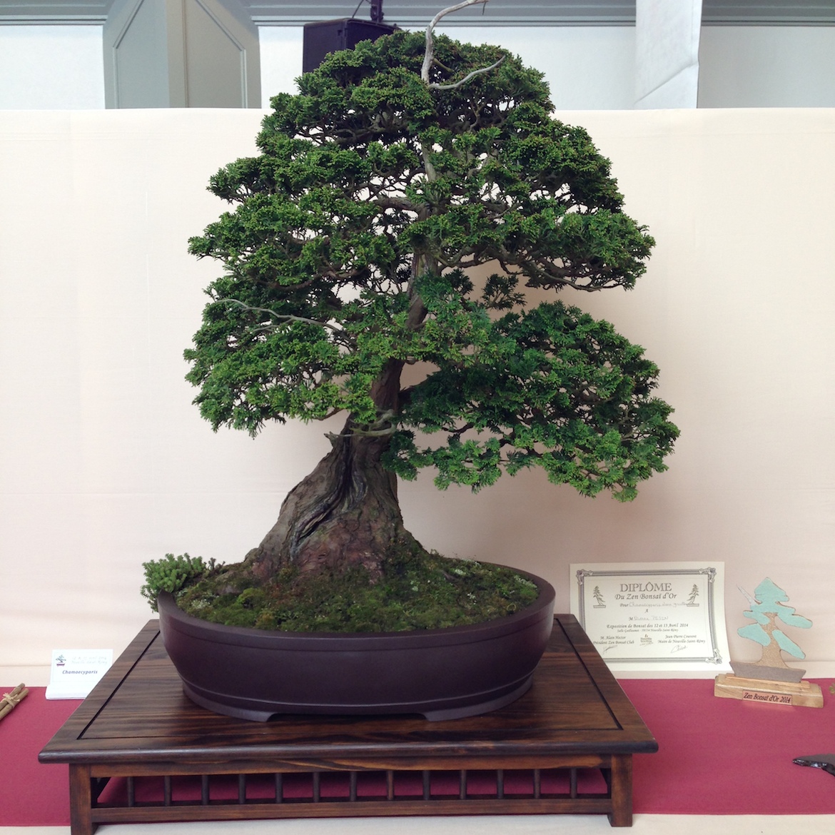 Conifer Bonsai trees on display at the Exposition de Bonsai in France ...