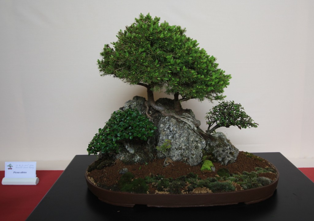 Conifer Bonsai trees on display at the Exposition de Bonsai in France