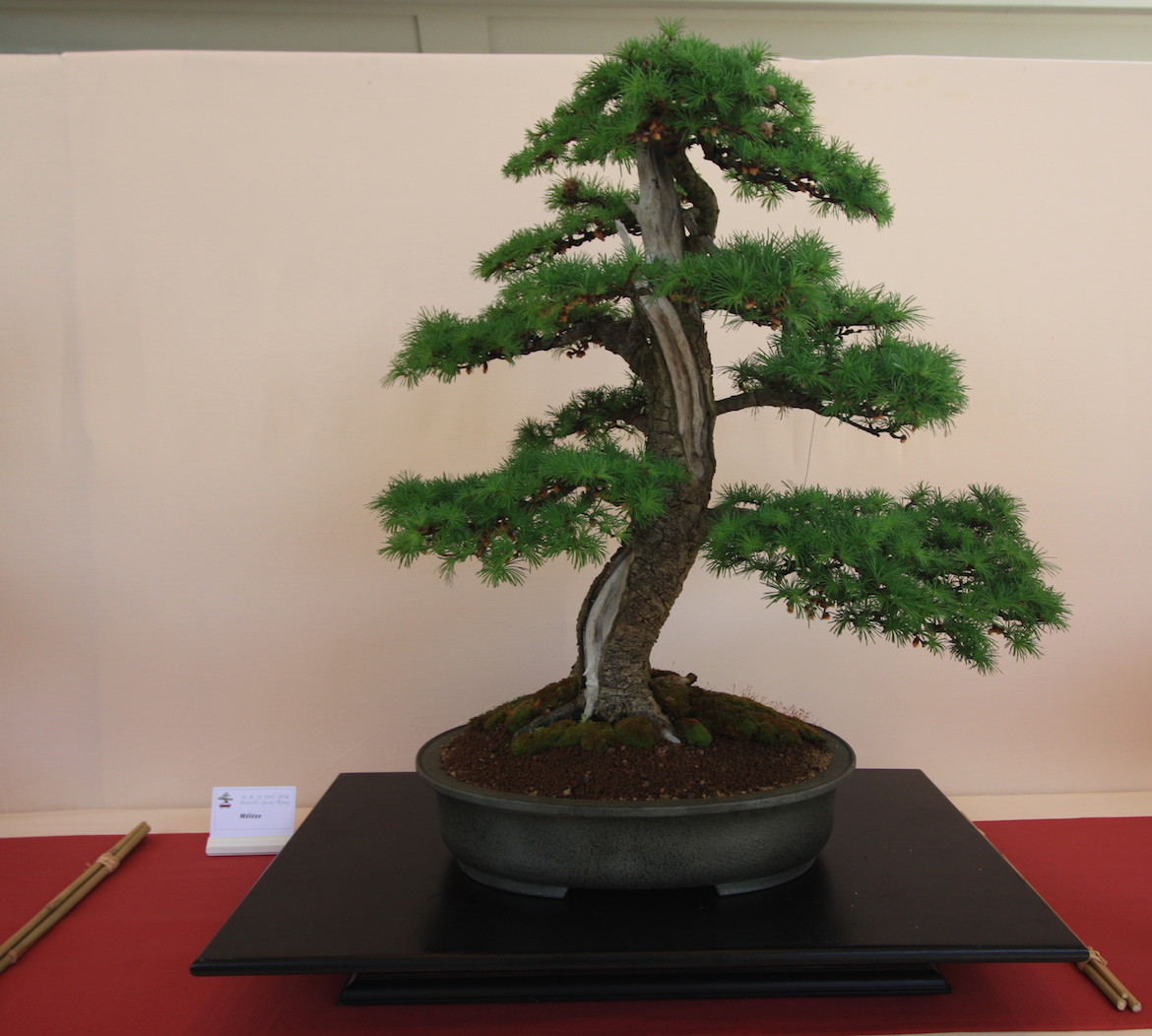 Conifer Bonsai trees on display at the Exposition de Bonsai in France ...