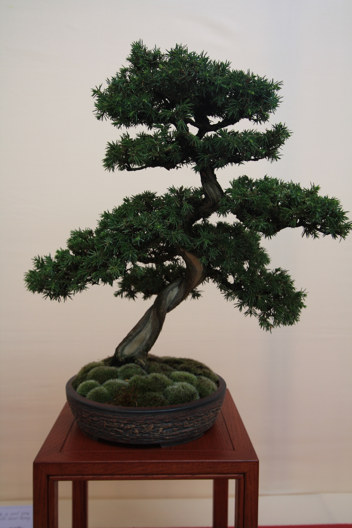 Conifer Bonsai trees on display at the Exposition de Bonsai in France ...