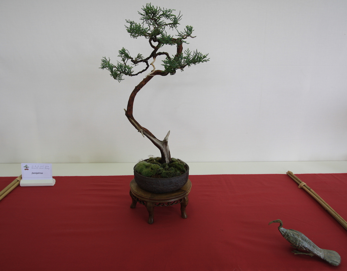 Conifer Bonsai trees on display at the Exposition de Bonsai in France