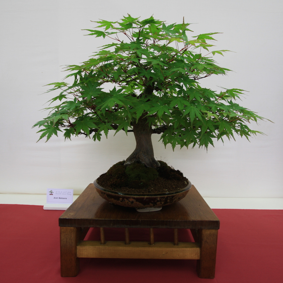 Bonsai on display at the Exposition de Bonsai in France « Swindon ...