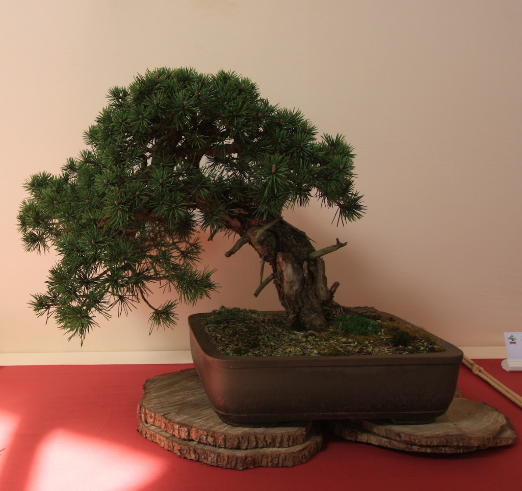Conifer Bonsai trees on display at the Exposition de Bonsai in France